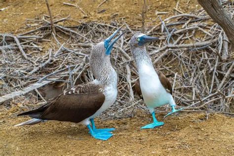 16 Birds With Blue Beaks Pictures And Identification