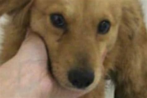 Cachorro é amarrado em carro e arrastado por 1 Km FOLHAMAX