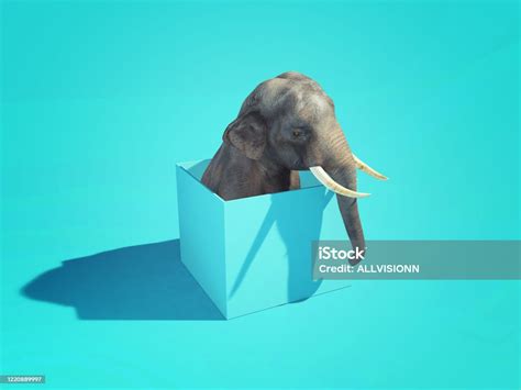 상자에서 머리를 가진 코끼리 상자 개념 밖에서 생각하십시오 이것은 3d 렌더링 그림입니다 코끼리에 대한 스톡 사진 및 기타