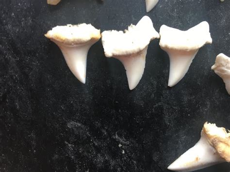 Could You Help Me Identify Those Shark Teeth Please What Species R