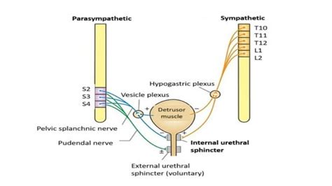 Various Types Of Bladder Dysfunction Pptx
