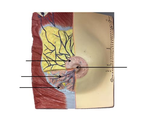 Reproductive Female Breast Diagram Quizlet