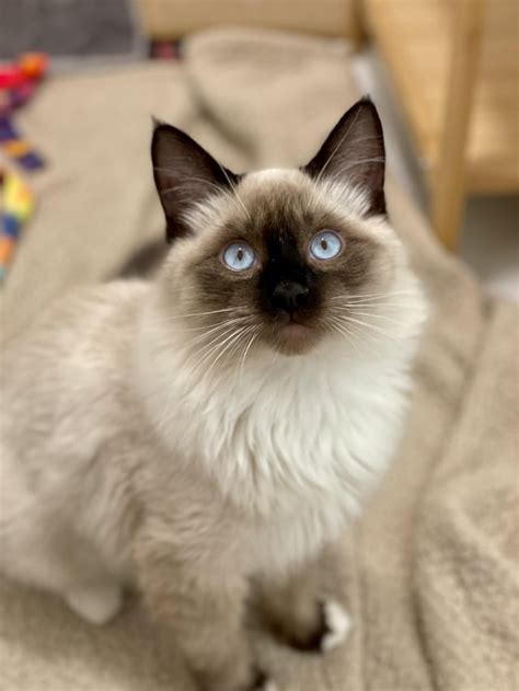 Meet Mochi Aka Mochi Donut Aka Mochi Butt In The Short 6 Days Weve
