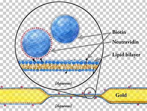 Model Lipid Bilayer Biological Membrane Cell Membrane PNG Clipart Angle Area Bilayer