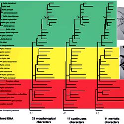 Comparison Of Branch Lengths Between The Trees Of Combined DNA And Three Morphological Datasets
