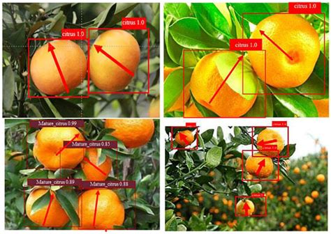 Monocular Pose Estimation Method For Automatic Citrus Harvesting Using