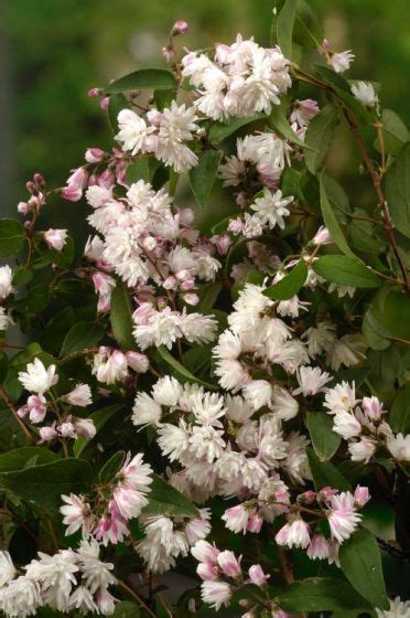 Deutzia 'Rosea Plena' C3 40-50 cm