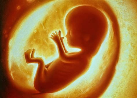 Experiential Dreaming Surrogacy For Hybrid Fetus