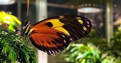 Fly Butters Album On Imgur