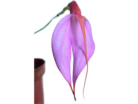 Masdevallia Rosea Pallida — Ecuagenera Orquídeas Del Ecuador