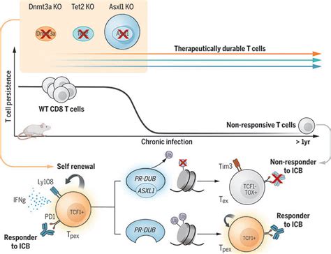 Mihajlo Miskovic On Linkedin Epigenetic Regulators Of Clonal