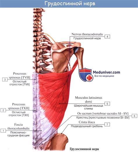 Плечевое сплетение Plexus Brachialis Короткие ветви плечевого сплетения