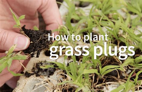 How To Plant Grass Plugs Life Is A Garden