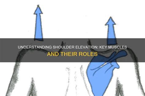 Understanding Shoulder Elevation Key Muscles And Their Roles Cyvigor