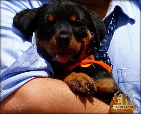 Rottweiler Puppies Salem Oregon