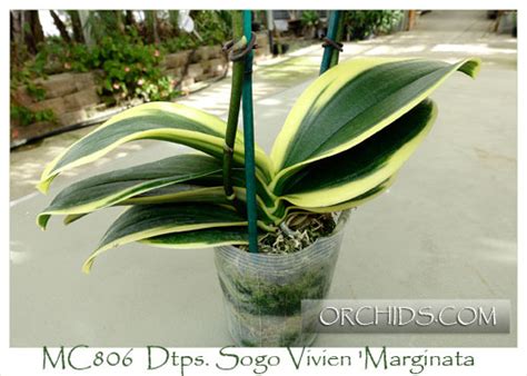 Phal Sogo Vivien Marginata Jcaos Sogo Al Ice X Zuma Pixie