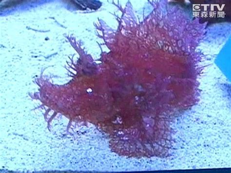 澄清湖秘密隧道藏怪魚 不游泳長4隻腳走路 Ettoday生活新聞 Ettoday新聞雲