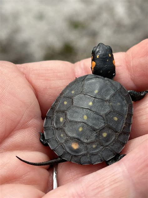 Spotted Turtles On Nantucket — Linda Loring Nature Foundation Spotted Turtles On Nantucket — Linda Loring Nature Foundation