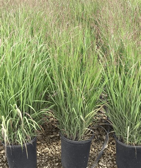 Shenandoah Switch Grass Panicum Virgatum Shenandoah Yardwork