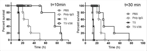 Increasing The Potency Of Neutralizing Single Domain Antibodies By Functionalization With A