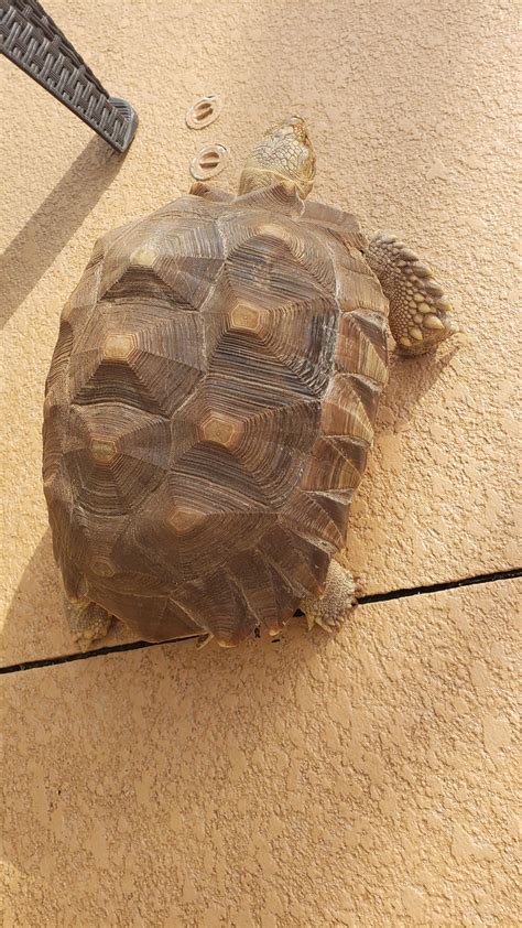 Is This Pyramiding R Tortoise