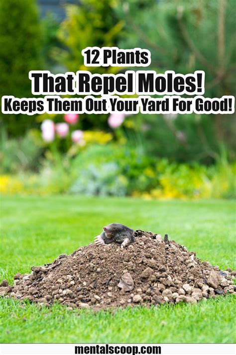 12 Plants That Repel Moles Keeps Them Out Your Yard For Good Mental