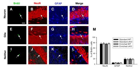 Reduced Bdnf Levels Do Not Affect Neuronal Fate Differentiation A L