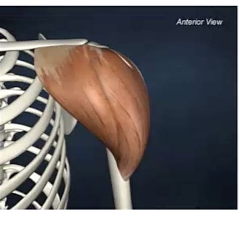 Ant Arm Post Forearm A Flashcards Quizlet