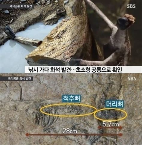 국내 초소형 육식공룡 화석 발견 전체 길이 28cm 머리뼈 500원동전 크기 깜짝
