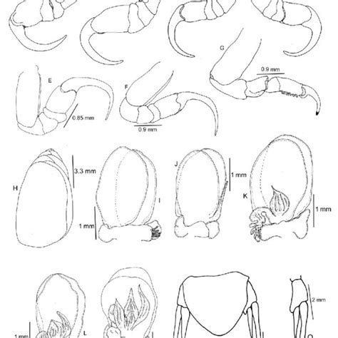 Nerocila Exocoeti Pillai 1954 From Parexocoetus Brachypterus Download Scientific Diagram