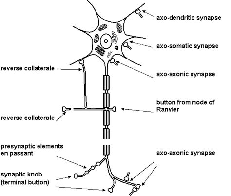 Internode Neuron Myelin Sheath Psychology Wiki Fandom
