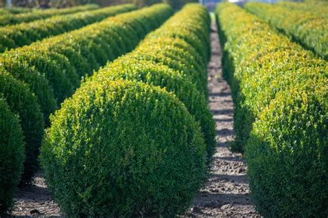 Vivero de madera de buxus o box perenne en los Países Bajos plantación