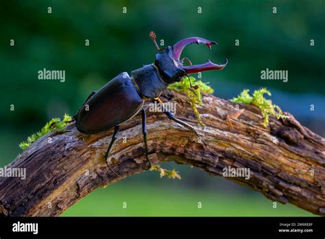 Stag Beetle Lucanus Cervus Male On Moss Covered Branch Biosphere