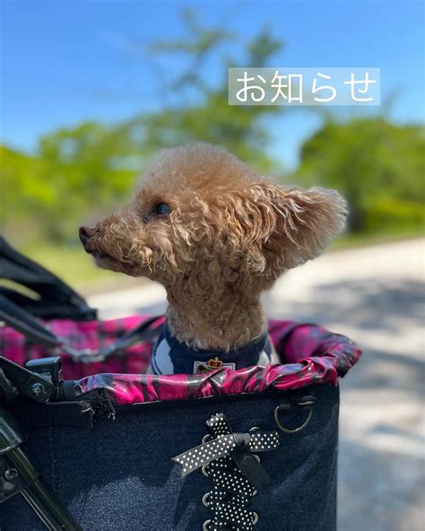 凛美 Rimi 本日、2月12日に長男リンが、 18歳3ヶ月の寿命を全うしました。 病気もして、一年前からは歩けなくなり 車椅子生活でした