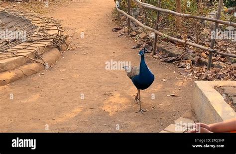 Friendly Peacock Stock Videos And Footage Hd And 4k Video Clips Alamy