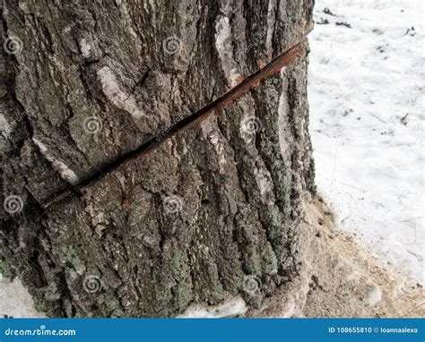 The Trunk Of The Thick Tree With A Notch From A Saw In Winter Close Up Stock Photo Image Of