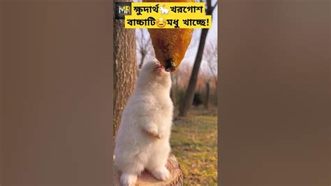 কত☺️cute ক্ষুদার্থ🐇খরগোশ বাচ্চাটি কি সুন্দর😲ভাবে মধু খাচ্ছে Youtube