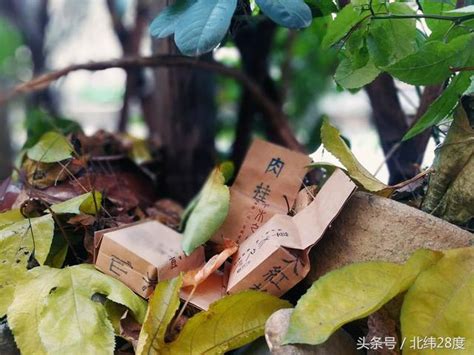 解密武夷岩茶與大紅袍有什麼區別 每日頭條