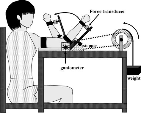 figure 1 from effects of series elastic component on force velocity