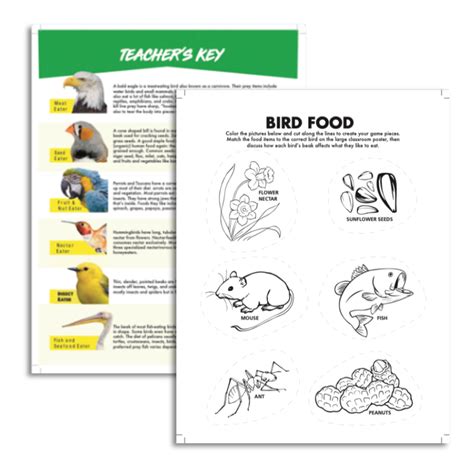 Deforestation Activity Sheet Printable Download — Green Explorers Club