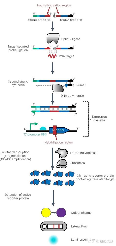 Pbcv Dna Ligase（splintr连接酶），连接性能远超t4 连接酶，适用于原位测序和高灵敏rna 检测 知乎