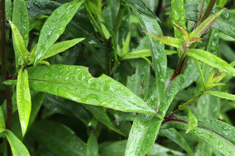 Vine Weevils Garden Ruminations