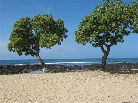Free Images Beach Sea Coast Tree Sand Ocean Shore Vacation