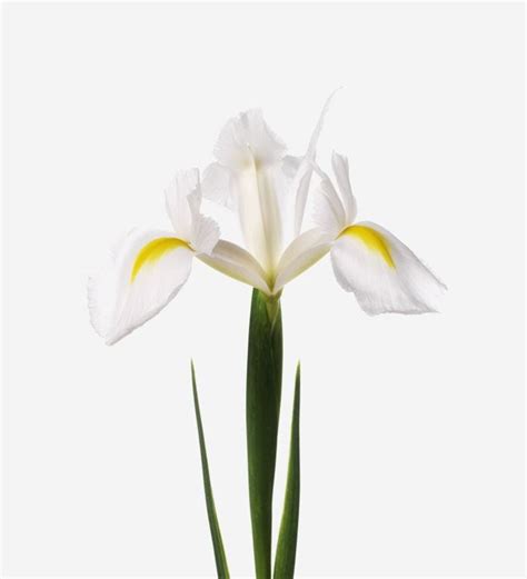 White Iris Flower Bouquet 5 Types Of White Irises How To Grow