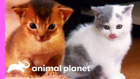 Very Cute Kittens Pictures