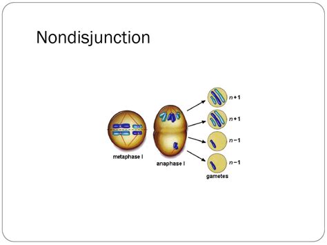 Nondisjunction And Autosomal Disorders Ppt Download