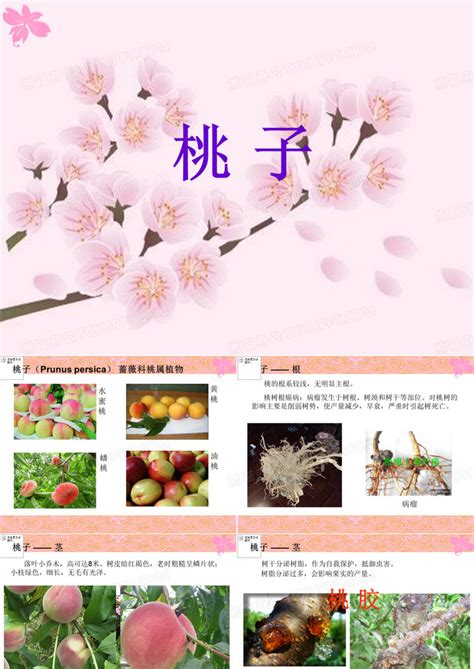桃树ppt模板下载编号qpmogopa熊猫办公
