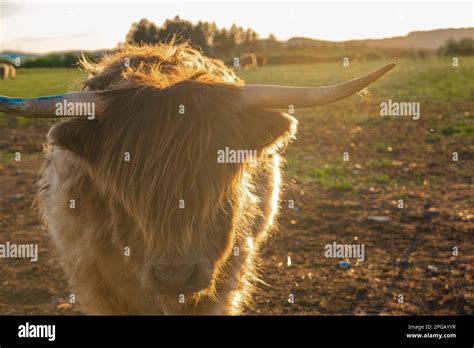 Highland Breedscottish Red Bull In The Pastureshaggy Bull Close Up In