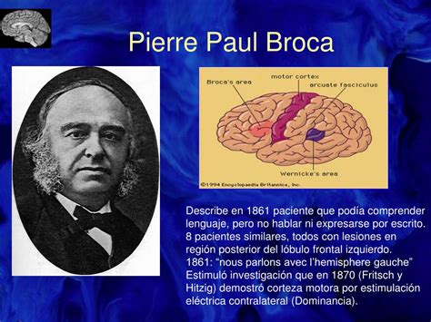Ppt Neuropsicologia Powerpoint Presentation Id177097