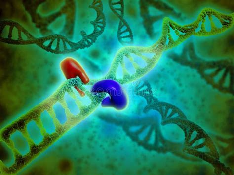 Microscopic View Of Dna Binding Stock Illustration Illustration Of